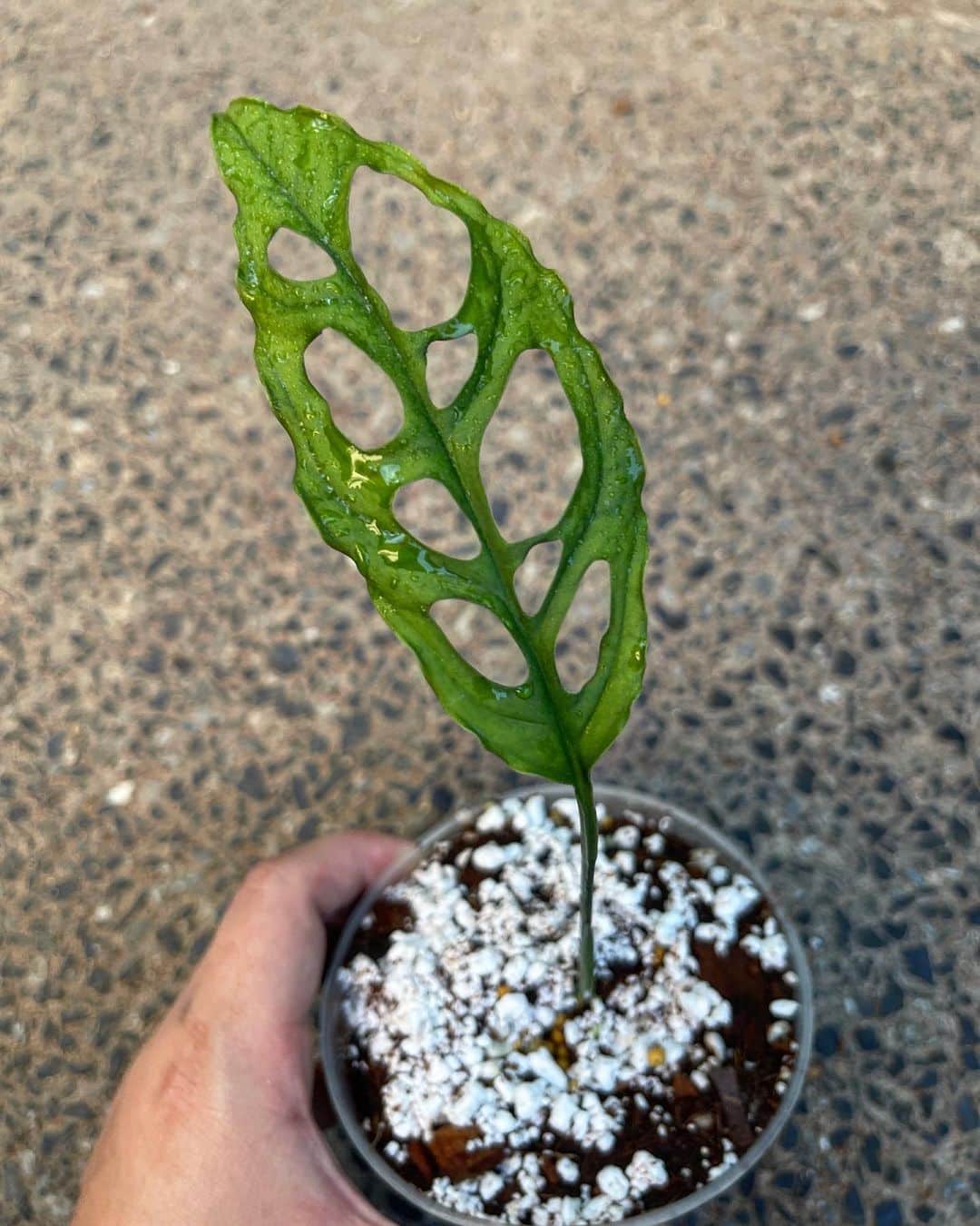 Monstera Obliqua: Care and Growing Tips | Plantcarefully