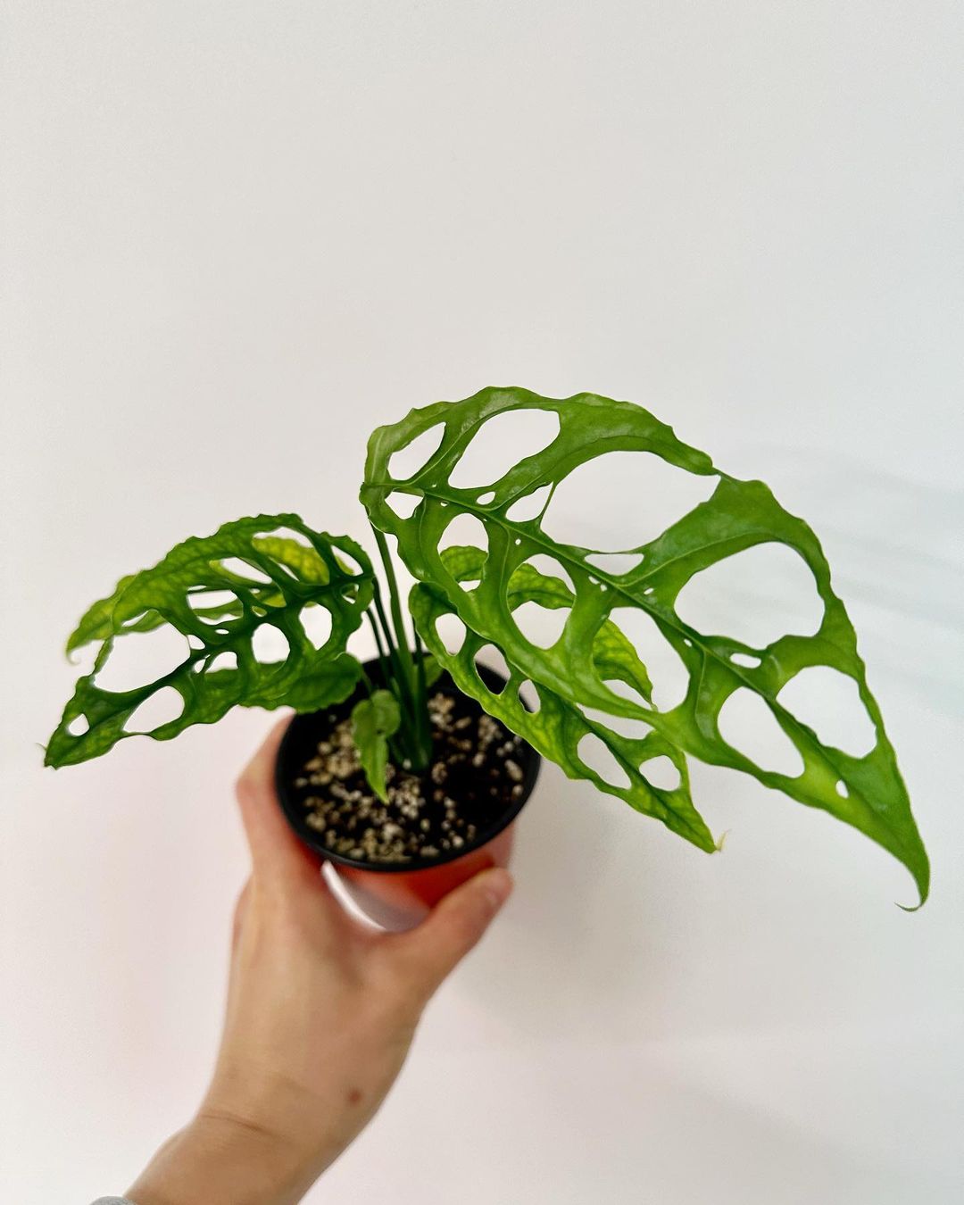Monstera Obliqua: Care and Growing Tips | Plantcarefully