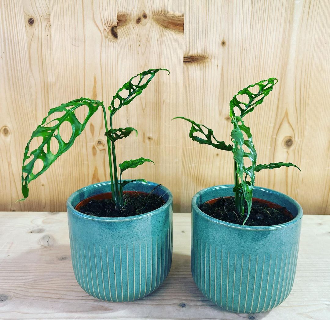 Monstera Obliqua: Care and Growing Tips | Plantcarefully