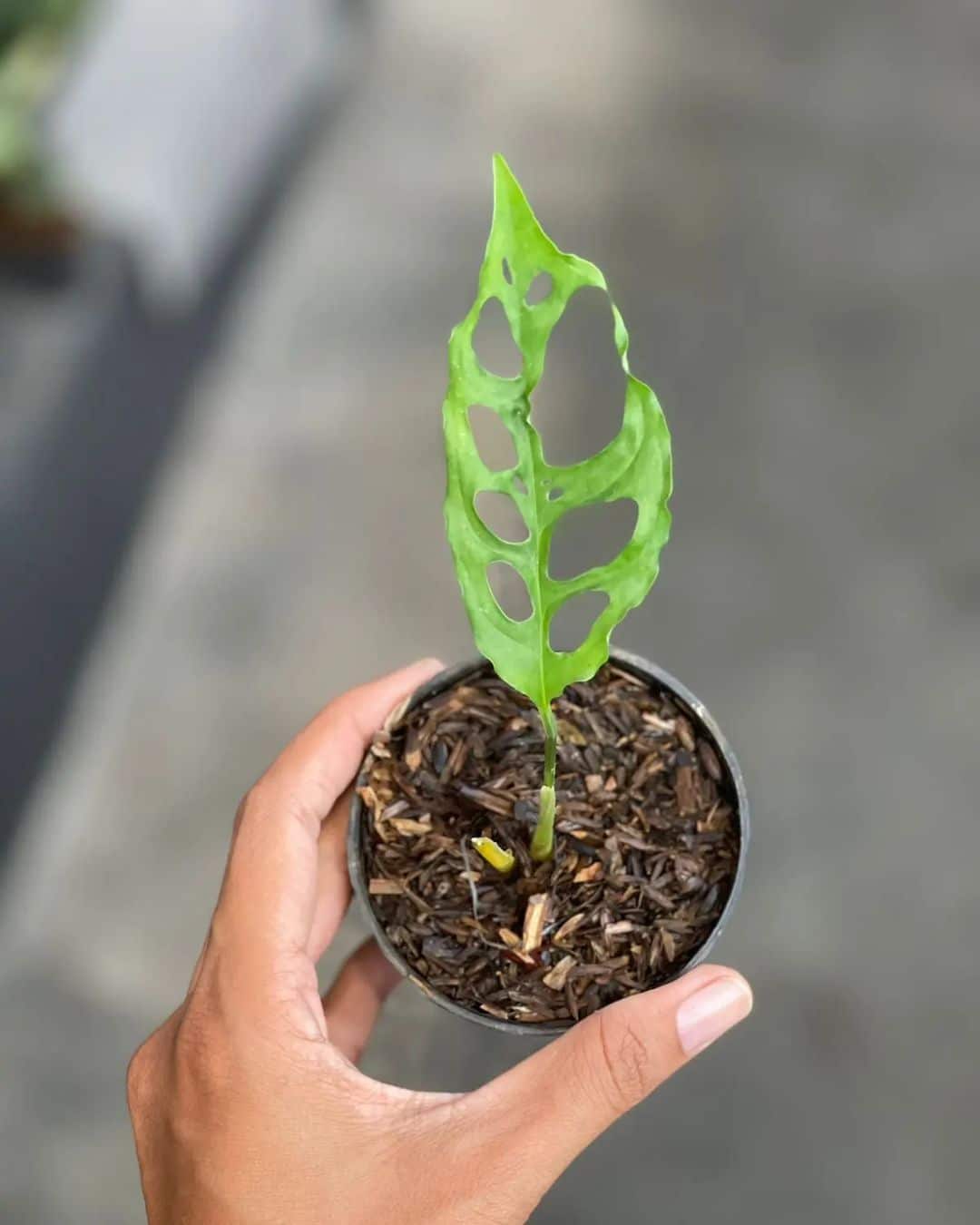 Monstera Obliqua: Care and Growing Tips | Plantcarefully