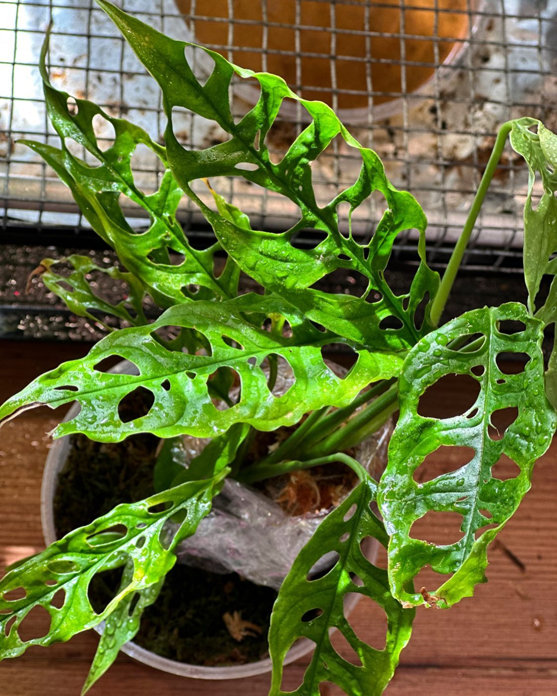 Monstera Obliqua: Care and Growing Tips | Plantcarefully