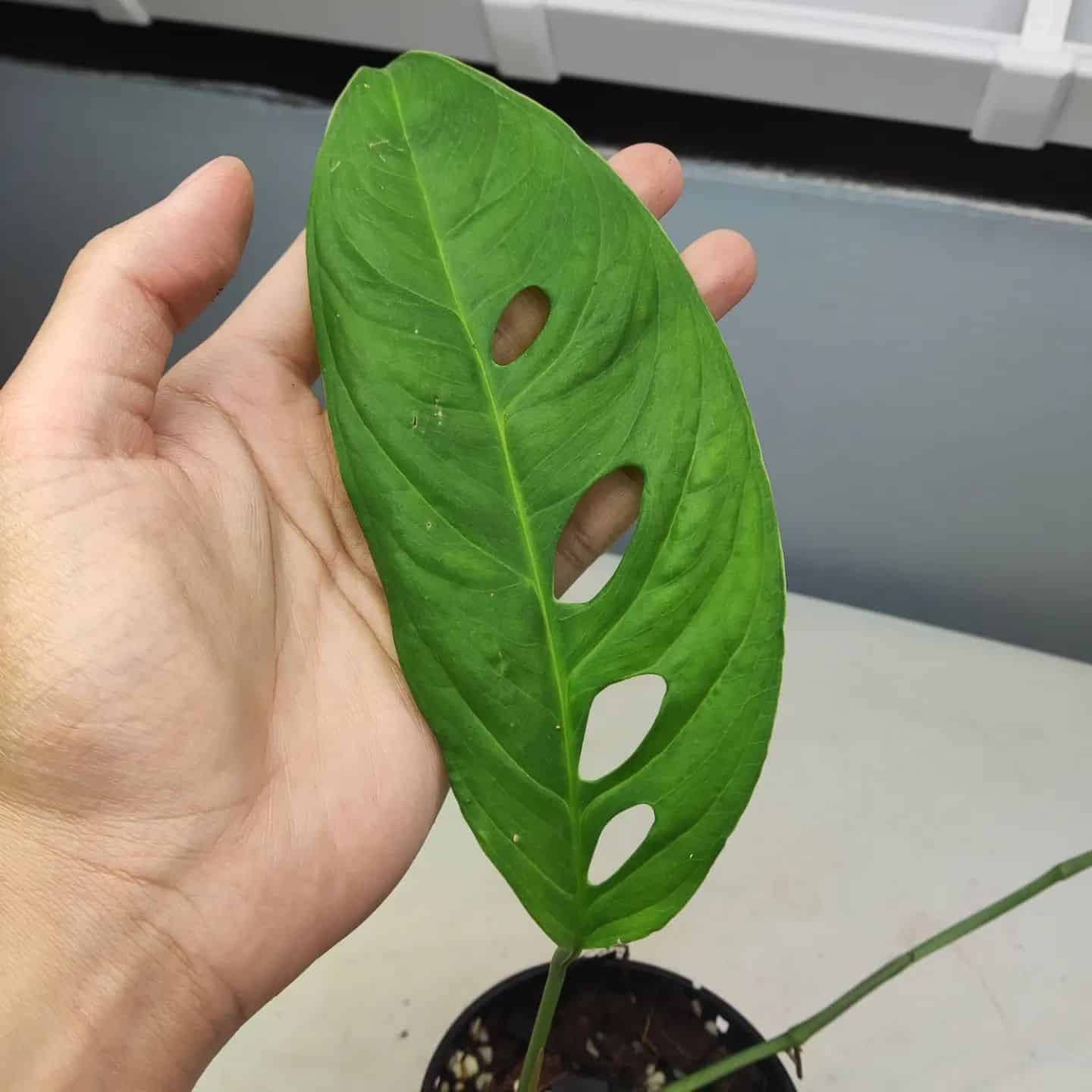 Monstera Obliqua: Care and Growing Tips | Plantcarefully