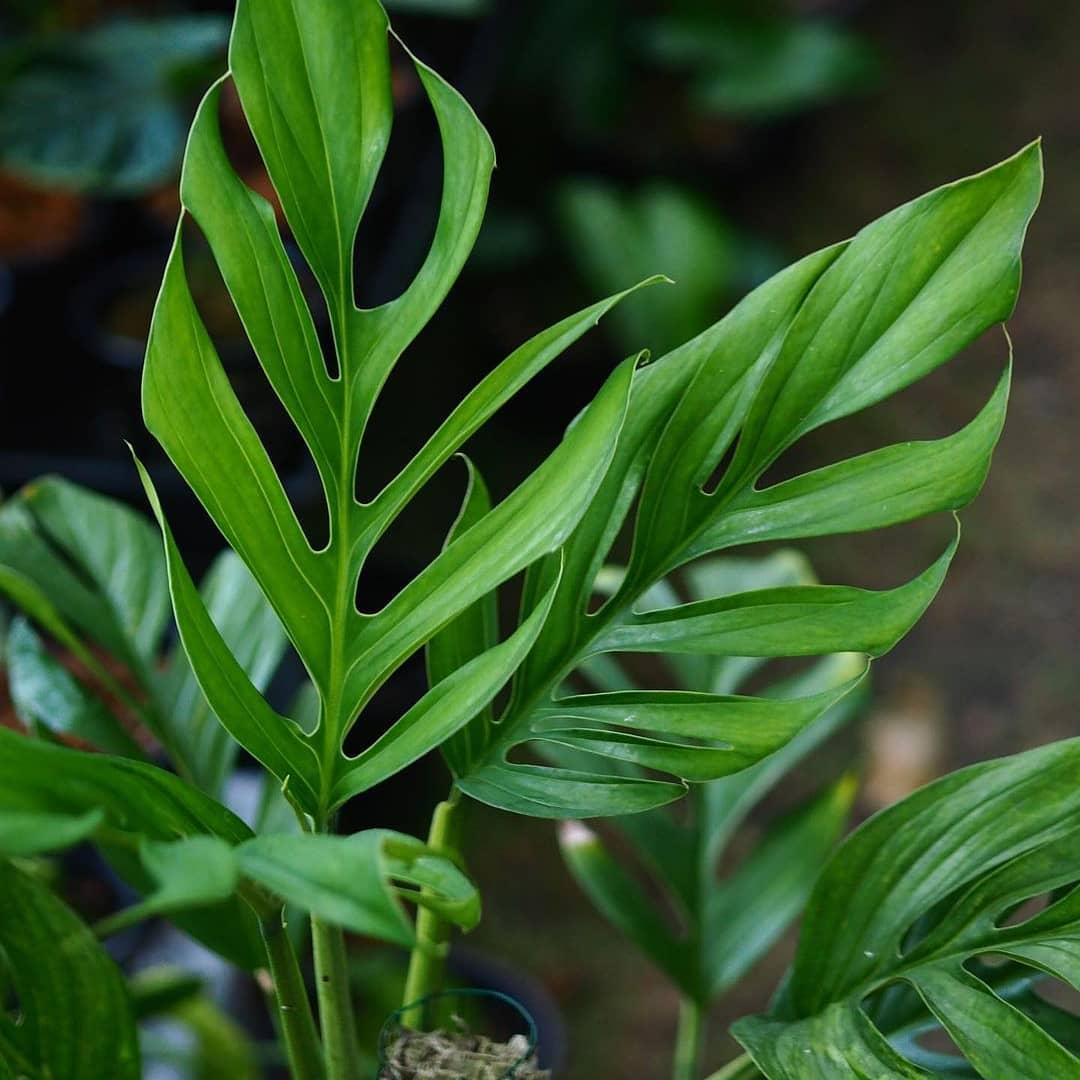 Growing Monstera Pinnatipartita + Care Guide! | Plantcarefully