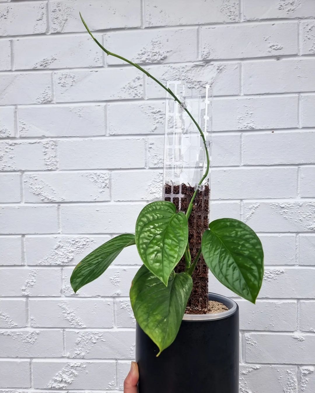 Growing Monstera Pinnatipartita + Care Guide! | Plantcarefully