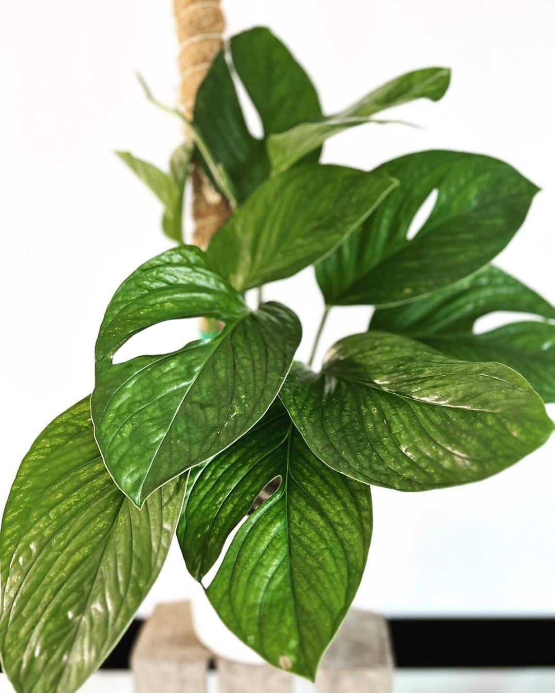 Growing Monstera Pinnatipartita + Care Guide! | Plantcarefully