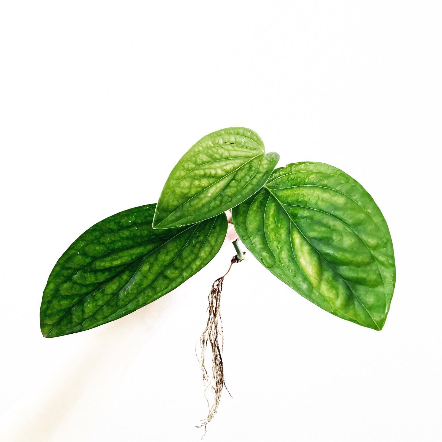Growing Monstera Pinnatipartita + Care Guide! | Plantcarefully