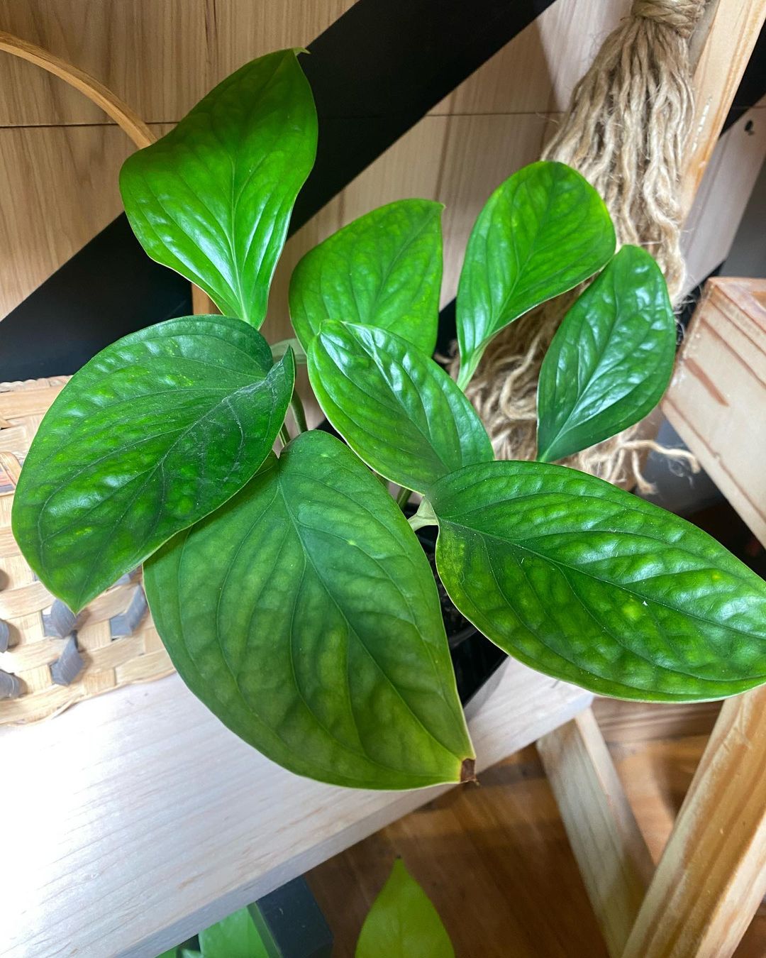 Growing Monstera Pinnatipartita + Care Guide! | Plantcarefully