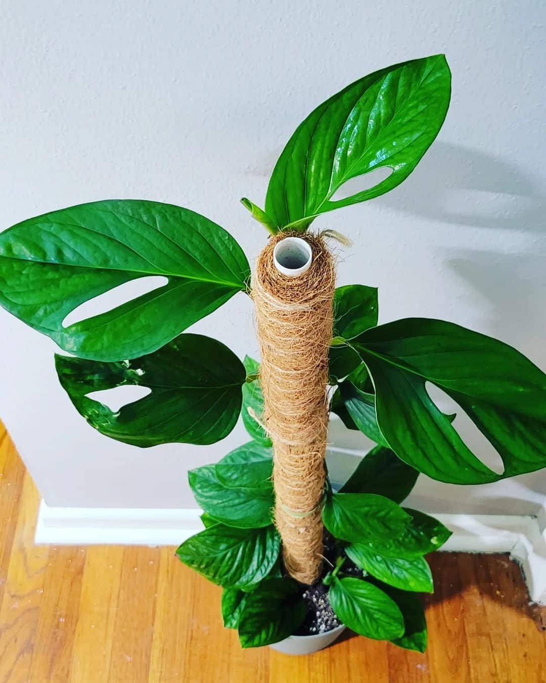 Growing Monstera Pinnatipartita + Care Guide! | Plantcarefully