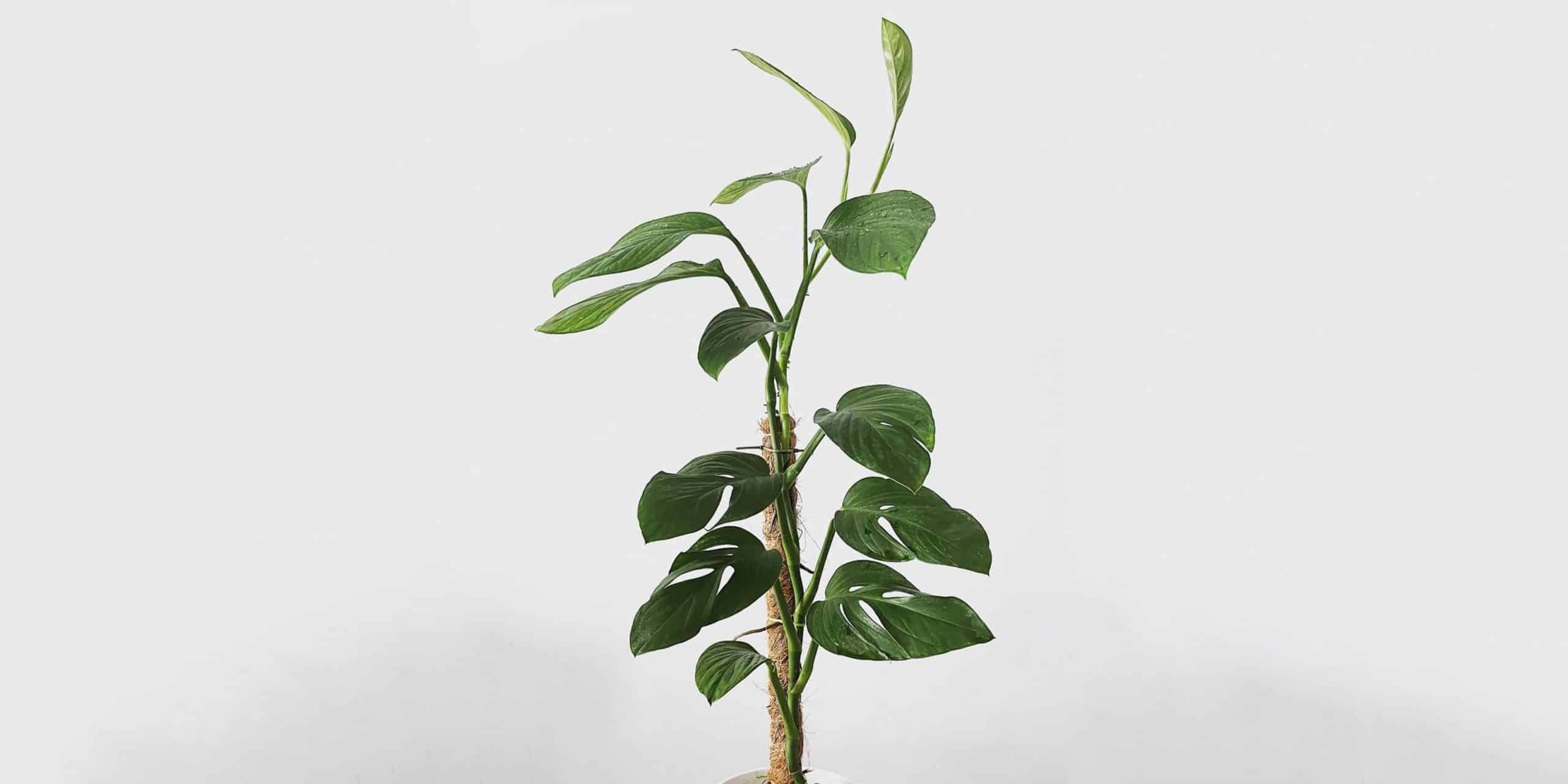 Growing Monstera Pinnatipartita + Care Guide! | Plantcarefully
