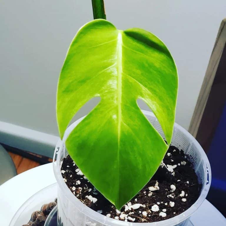 Monstera Borsigiana: How to Grow + Propagate! | Plantcarefully