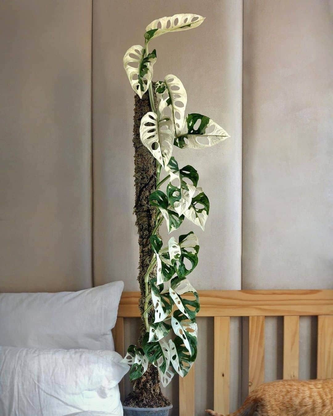 Monstera Borsigiana: How to Grow + Propagate! | Plantcarefully