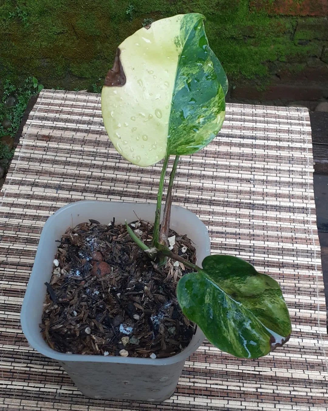 Monstera Borsigiana: How to Grow + Propagate! | Plantcarefully