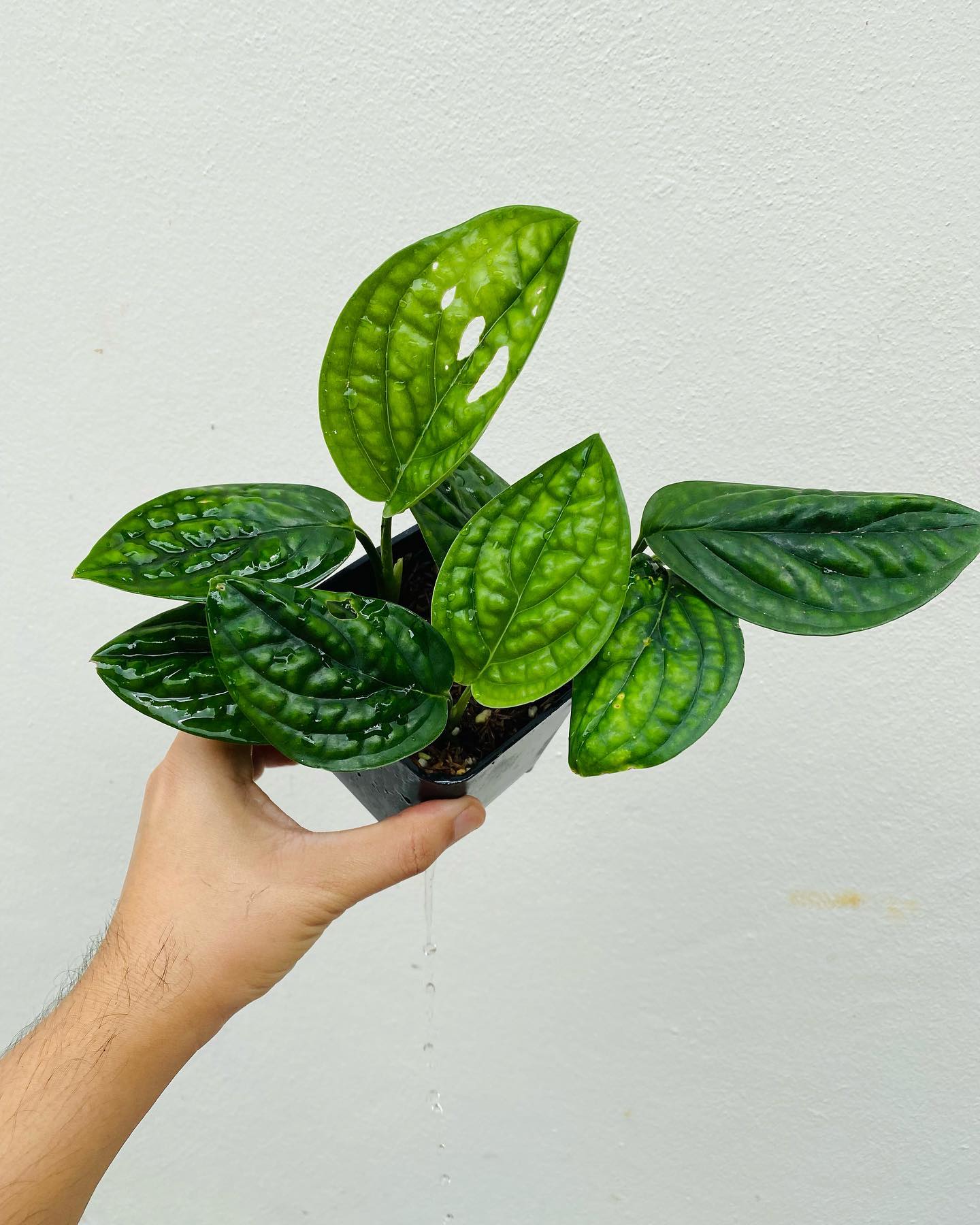 Monstera Peru: Care and Propagation Guide | Plantcarefully