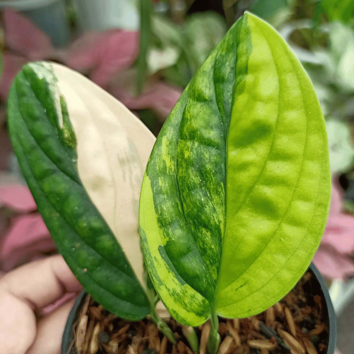 Monstera Peru: Care and Propagation Guide | Plantcarefully