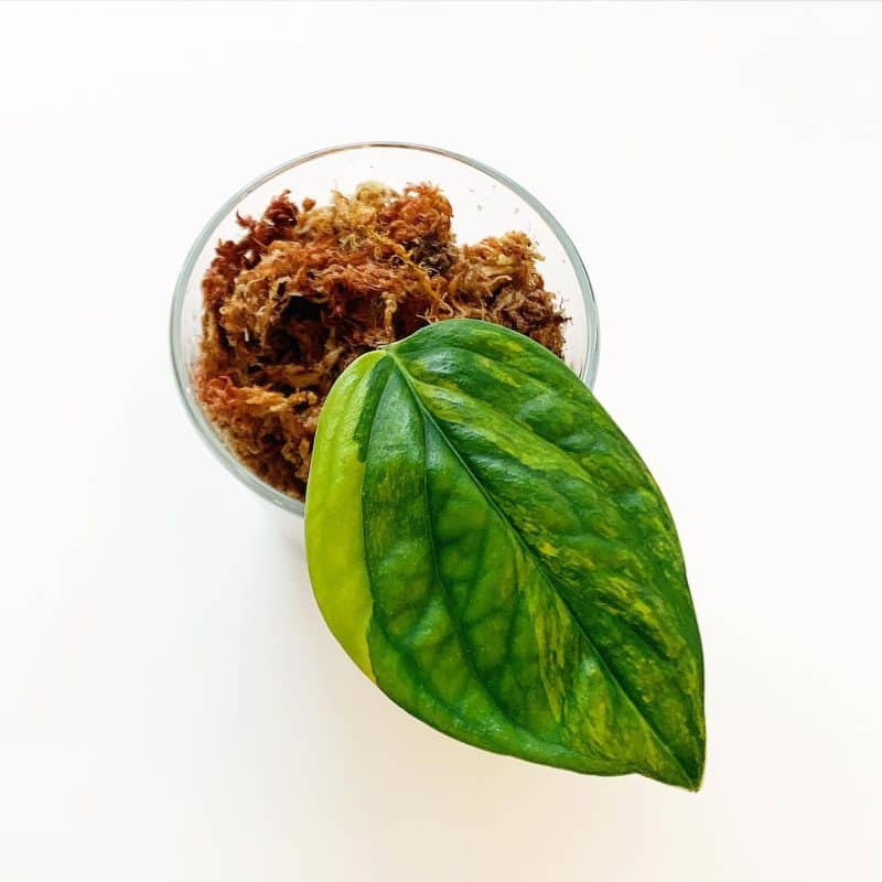 Monstera Peru: Care and Propagation Guide | Plantcarefully