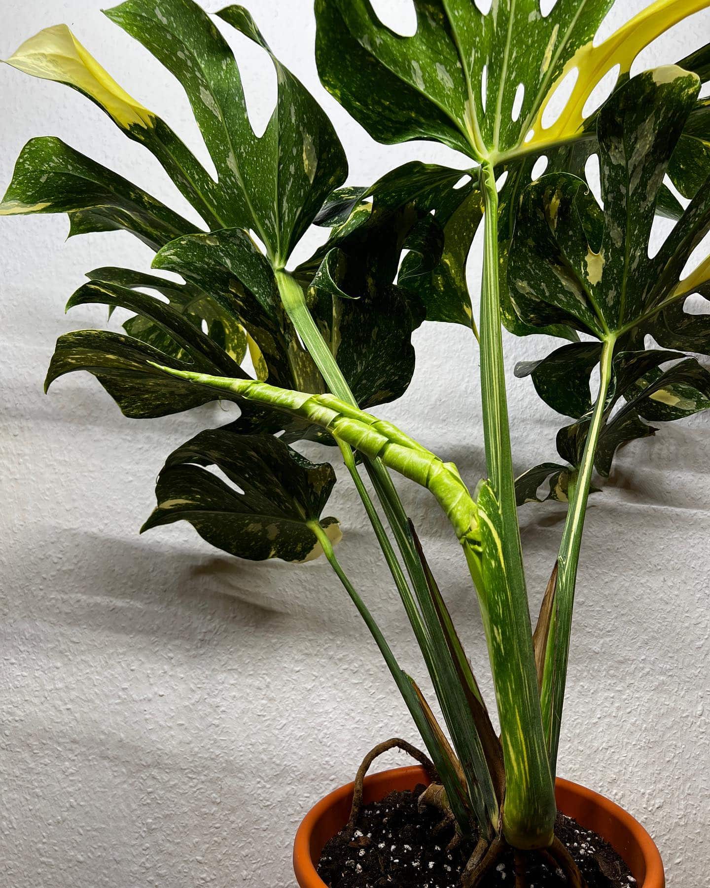 Thai Constellation Monstera: Care and Propagation! | Plantcarefully