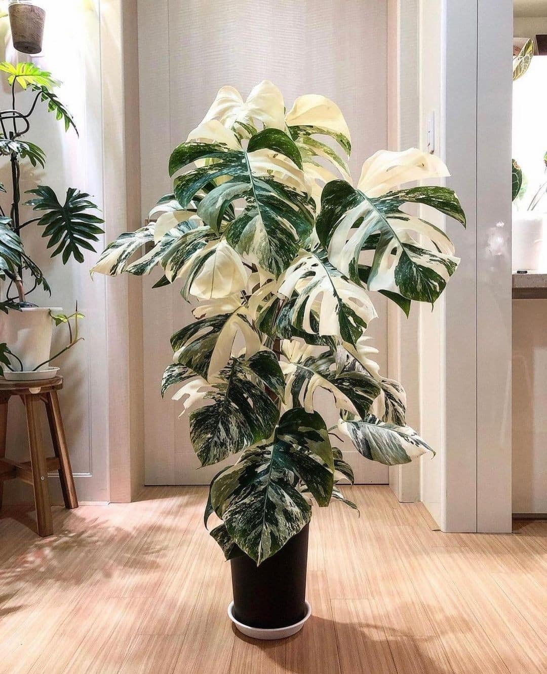 Thai Constellation Monstera: Care and Propagation! | Plantcarefully