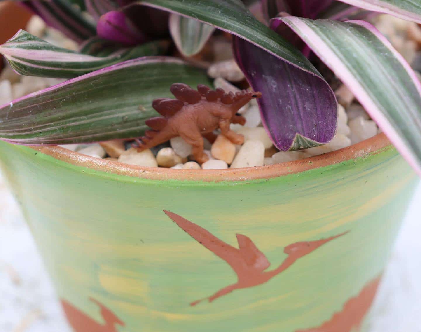 Moses in the Cradle: Plant Care & How to Grow | Plantcarefully