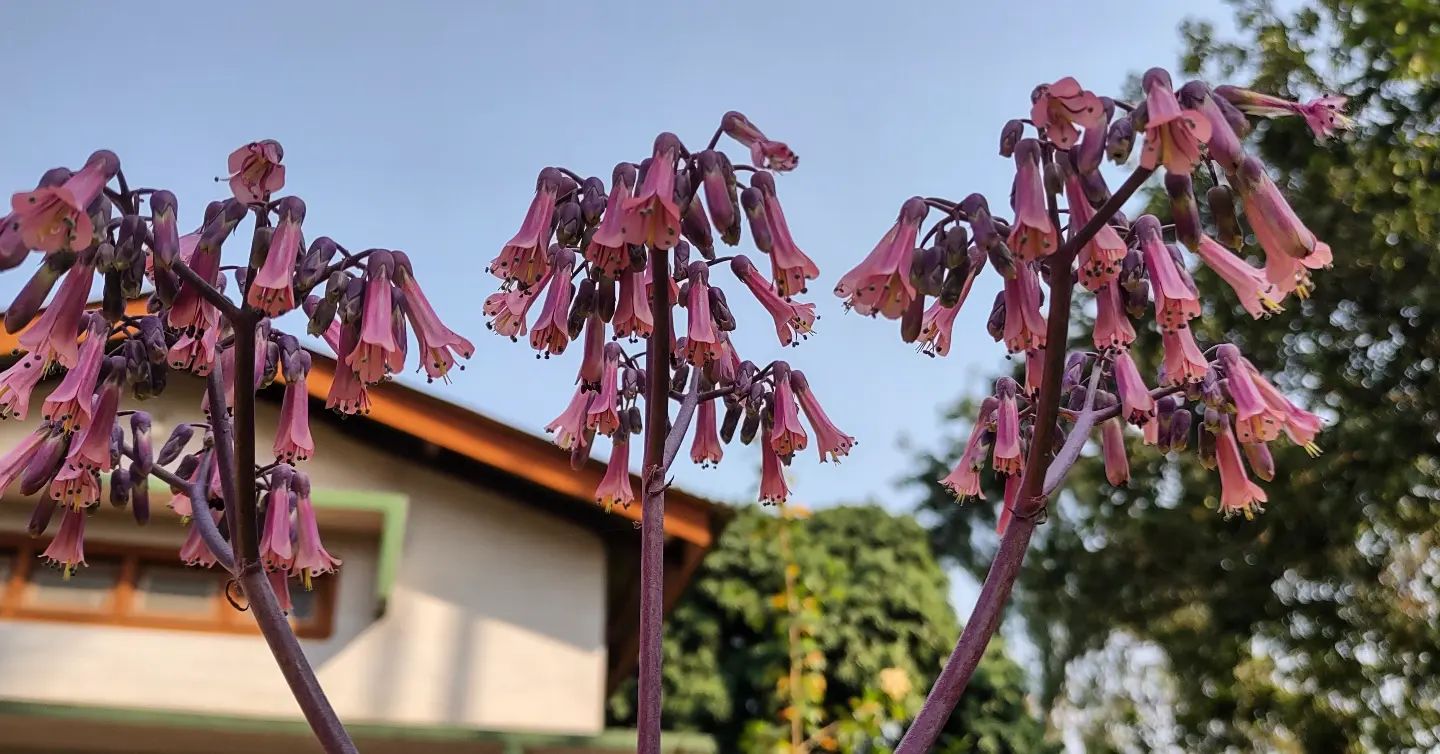Mother of Thousands: Indoor Plant Care Guide | Plantcarefully