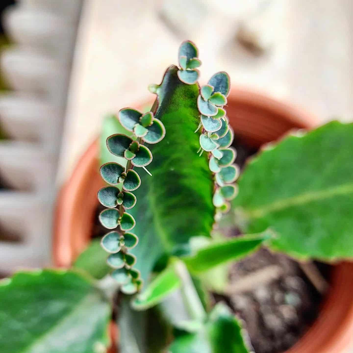 Mother of Thousands: Indoor Plant Care Guide | Plantcarefully