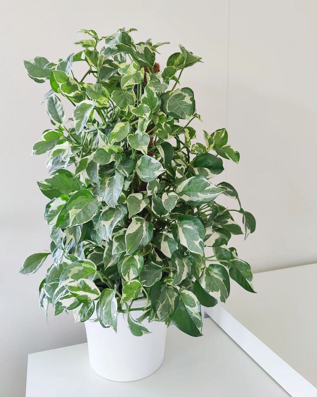 N Joy Pothos Care and Growing Guide | Plantcarefully