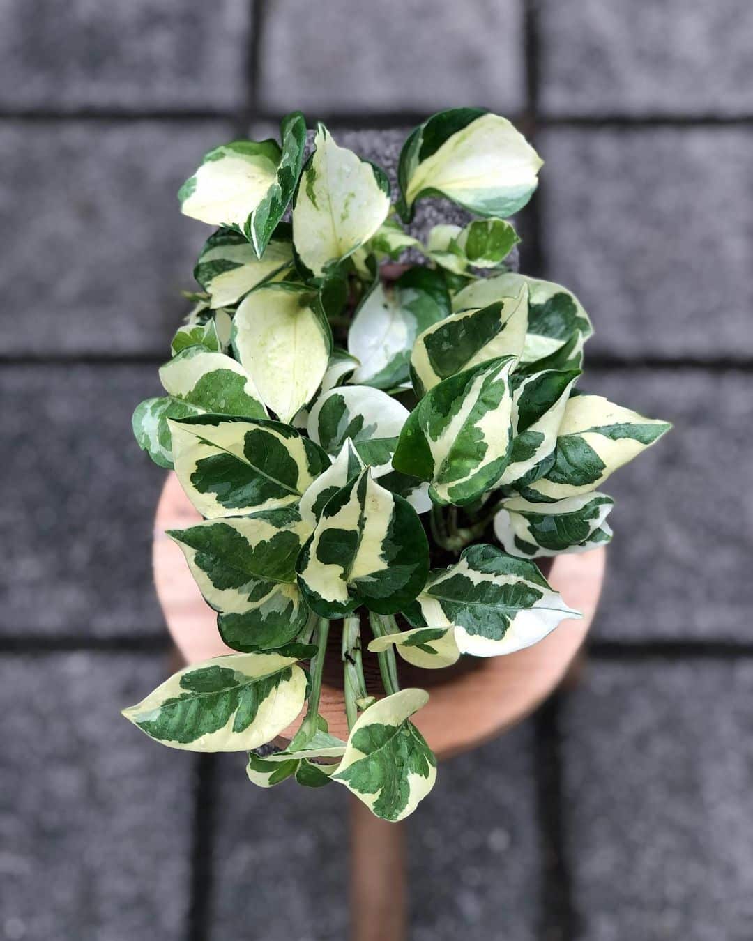 N Joy Pothos Care and Growing Guide | Plantcarefully