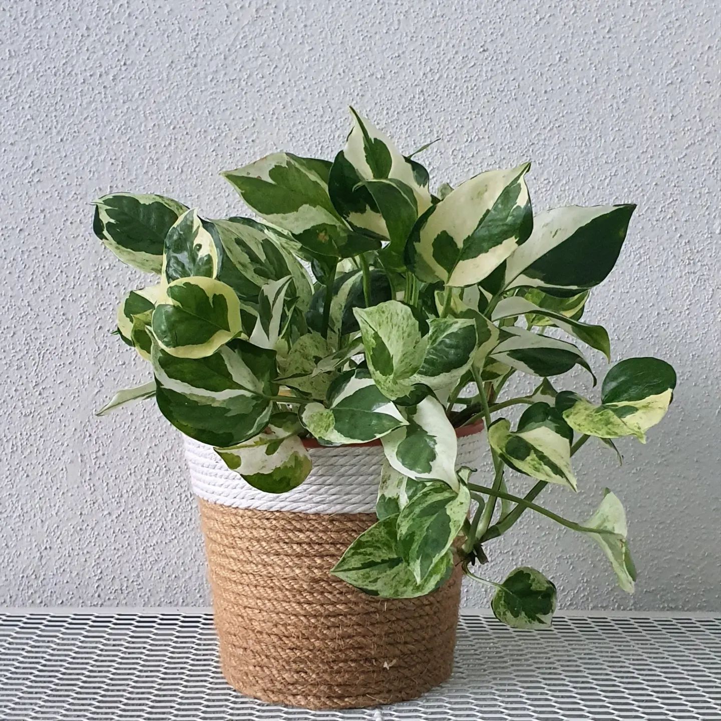 N Joy Pothos Care and Growing Guide | Plantcarefully
