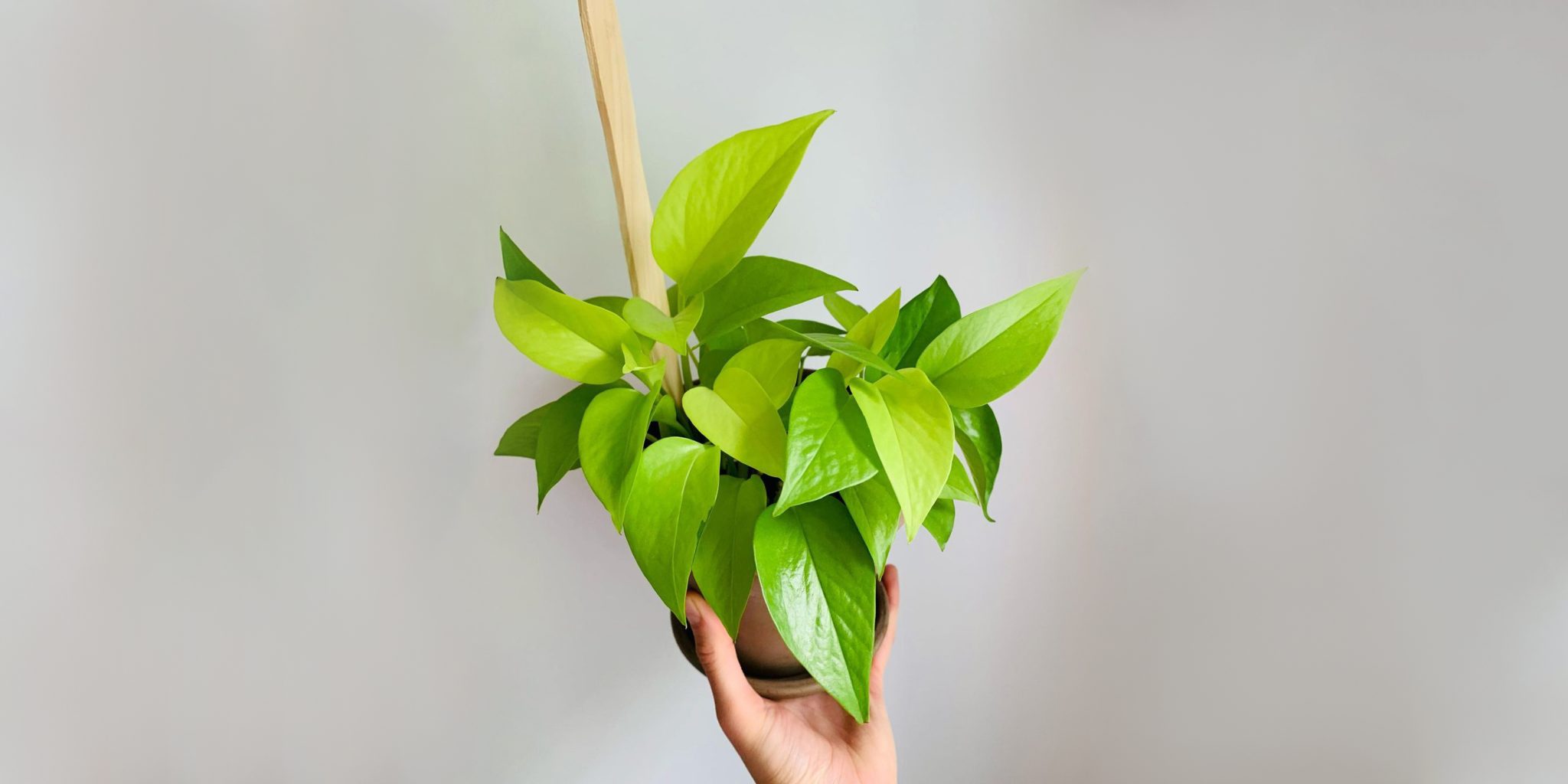 Neon Pothos Care and Growing Guide | Plantcarefully