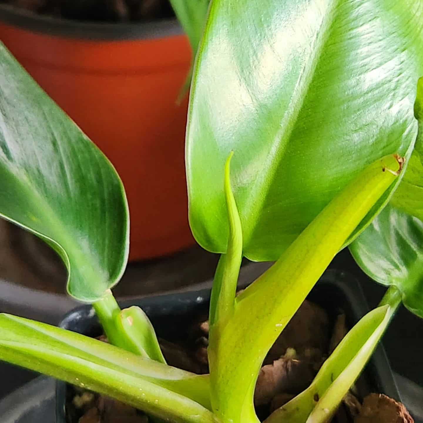 Lemon Lime Philodendron Care and Growing Guide | Plantcarefully