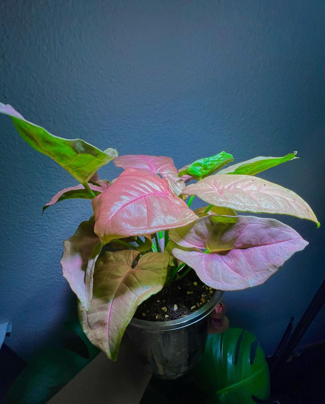 Pink Syngonium Care: Growing Every Variety | Plantcarefully