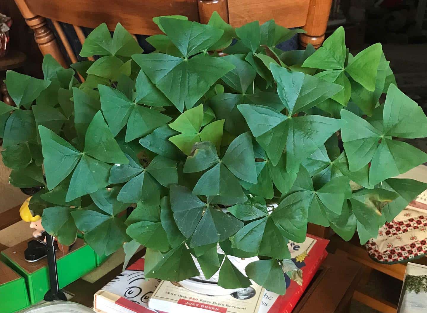 Oxalis Triangularis: Purple Shamrock Care Guide! | Plantcarefully