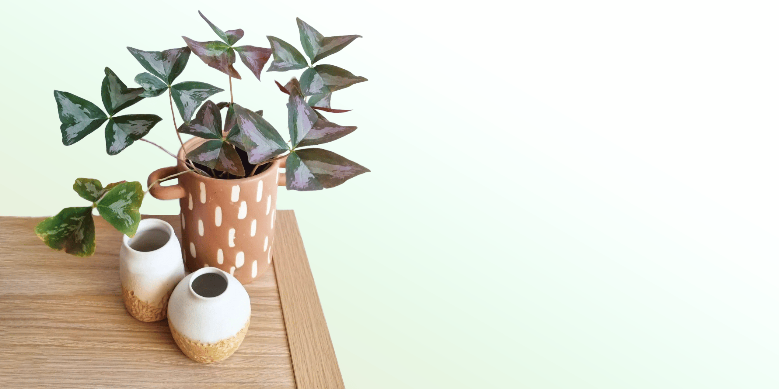 Oxalis Triangularis: Purple Shamrock Care Guide! | Plantcarefully