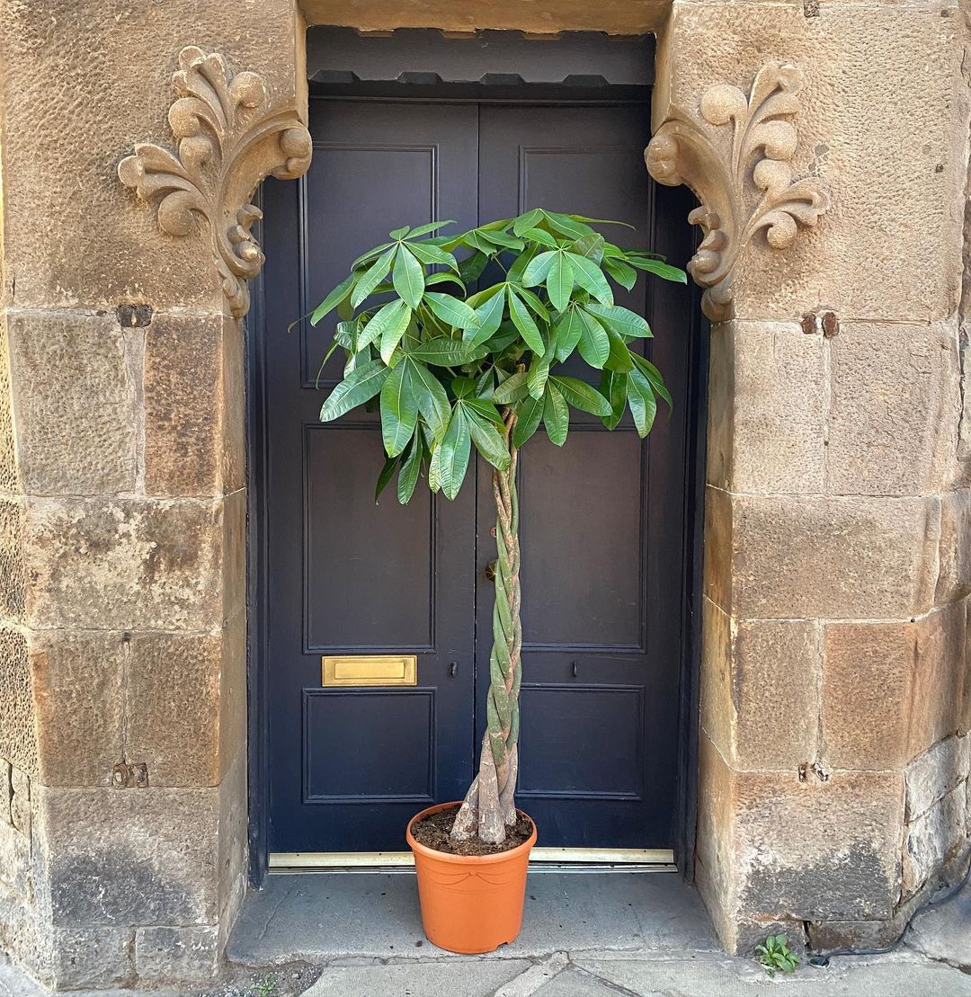 Money Tree Care: Growing Pachira Aquatica + Tips! | Plantcarefully