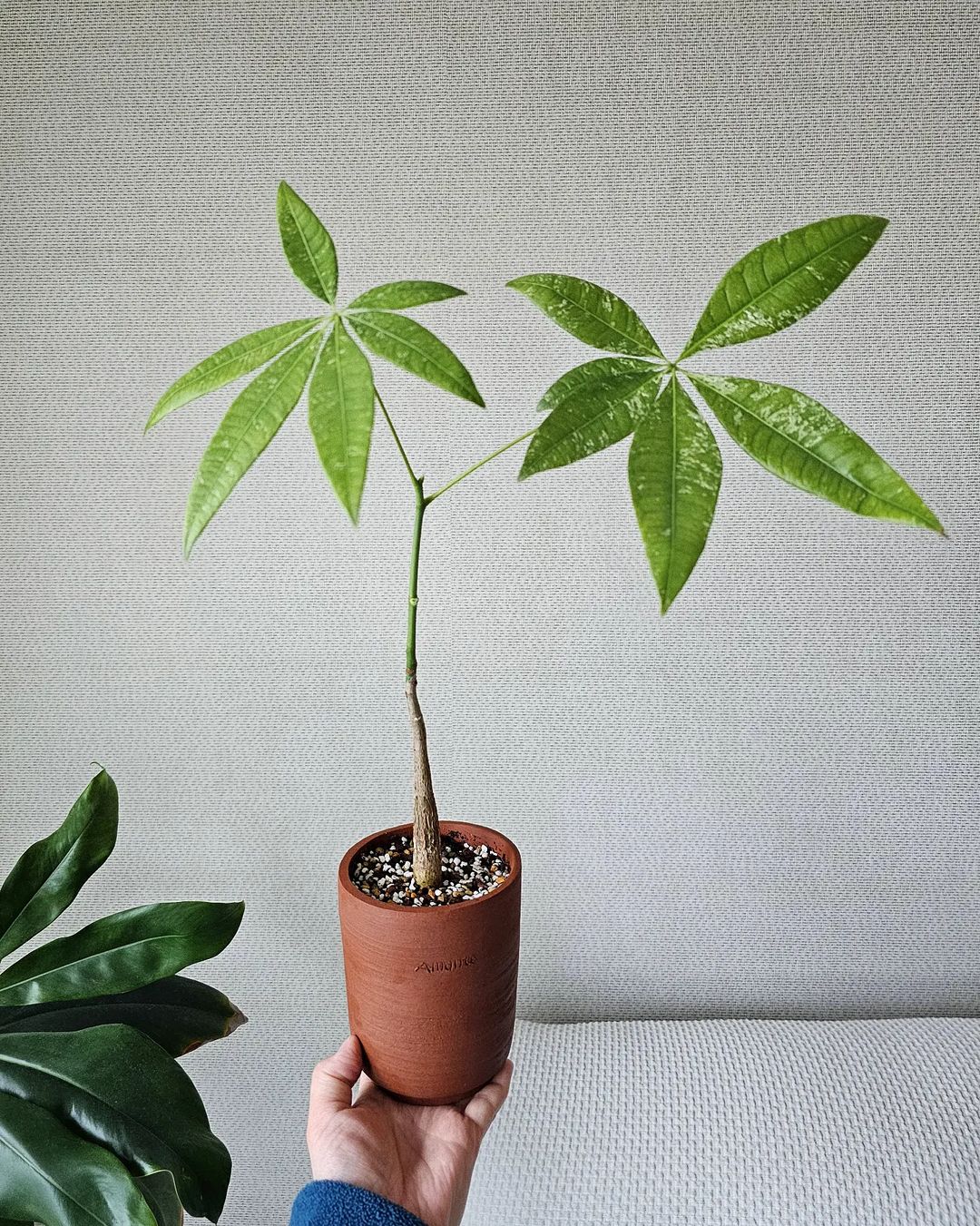 Money Tree Care: Growing Pachira Aquatica + Tips! | Plantcarefully