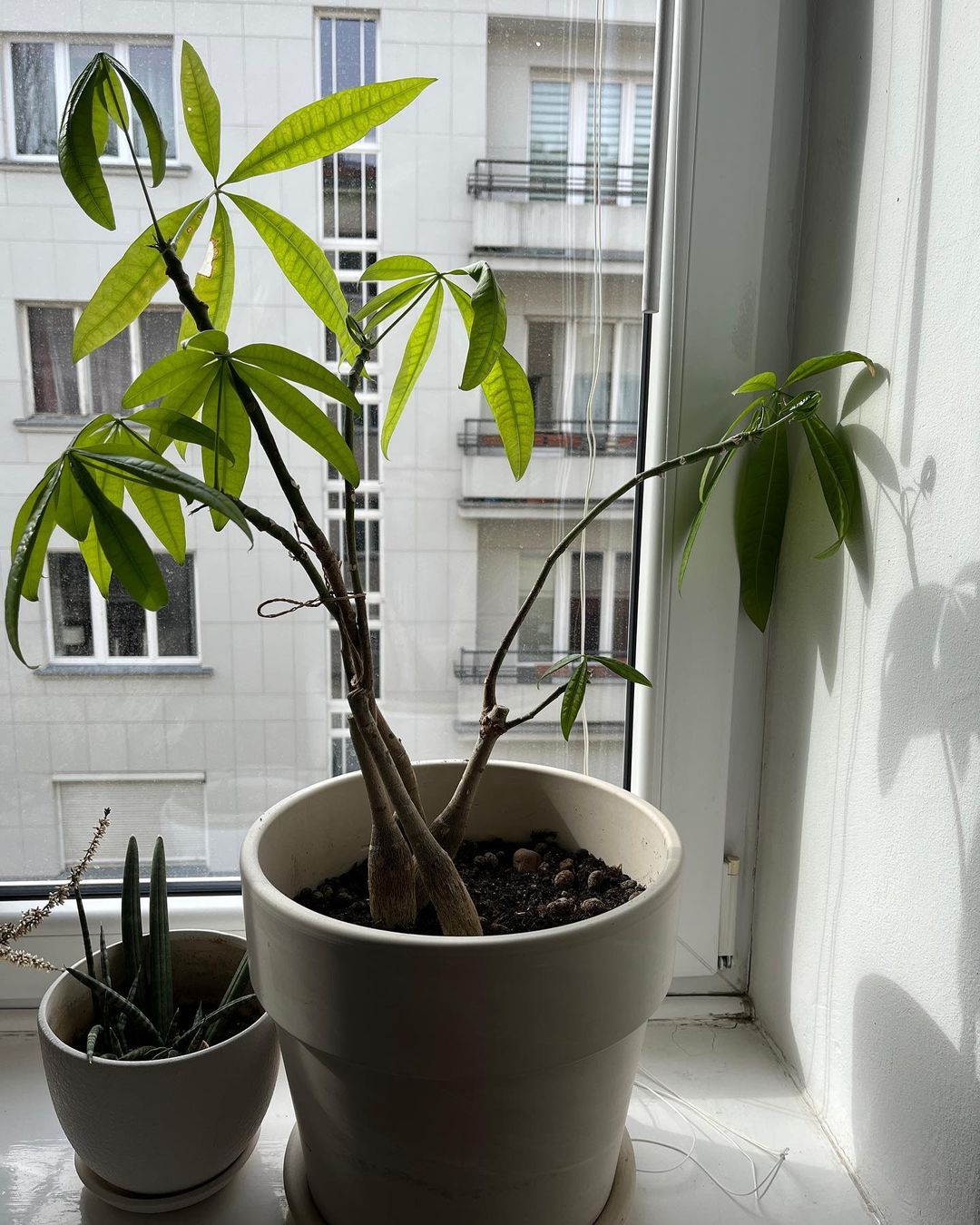 Money Tree Care: Growing Pachira Aquatica + Tips! | Plantcarefully