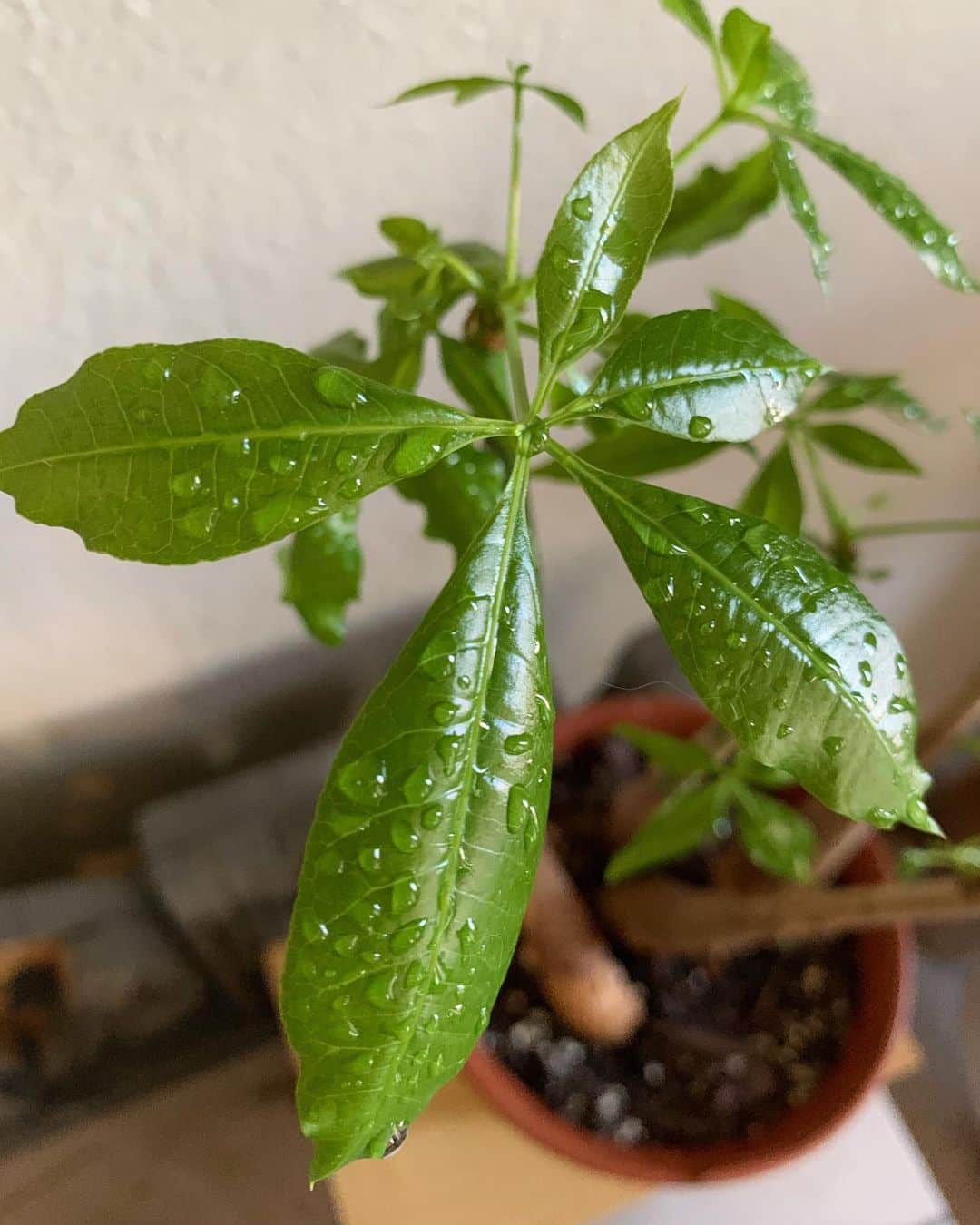 Money Tree Care: Growing Pachira Aquatica + Tips! | Plantcarefully