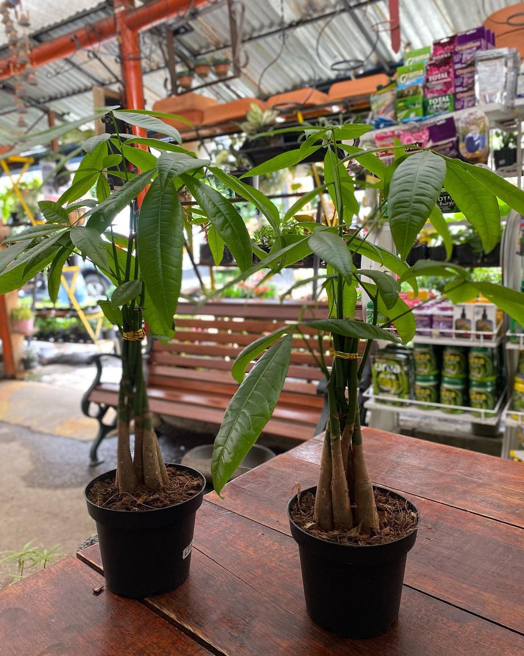 Money Tree Care: Growing Pachira Aquatica + Tips! | Plantcarefully