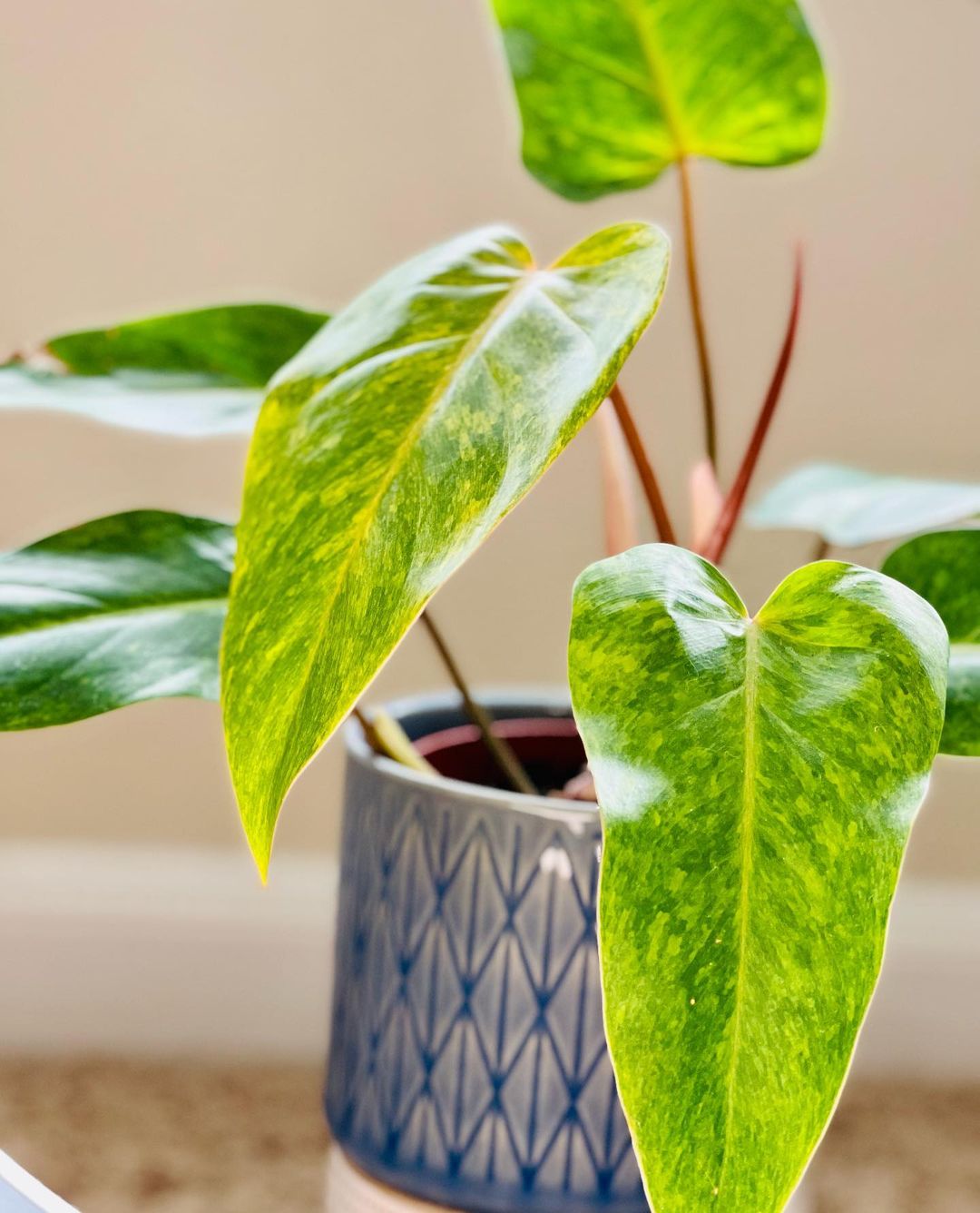 Philodendron Painted Lady Care and Growing Guide | Plantcarefully