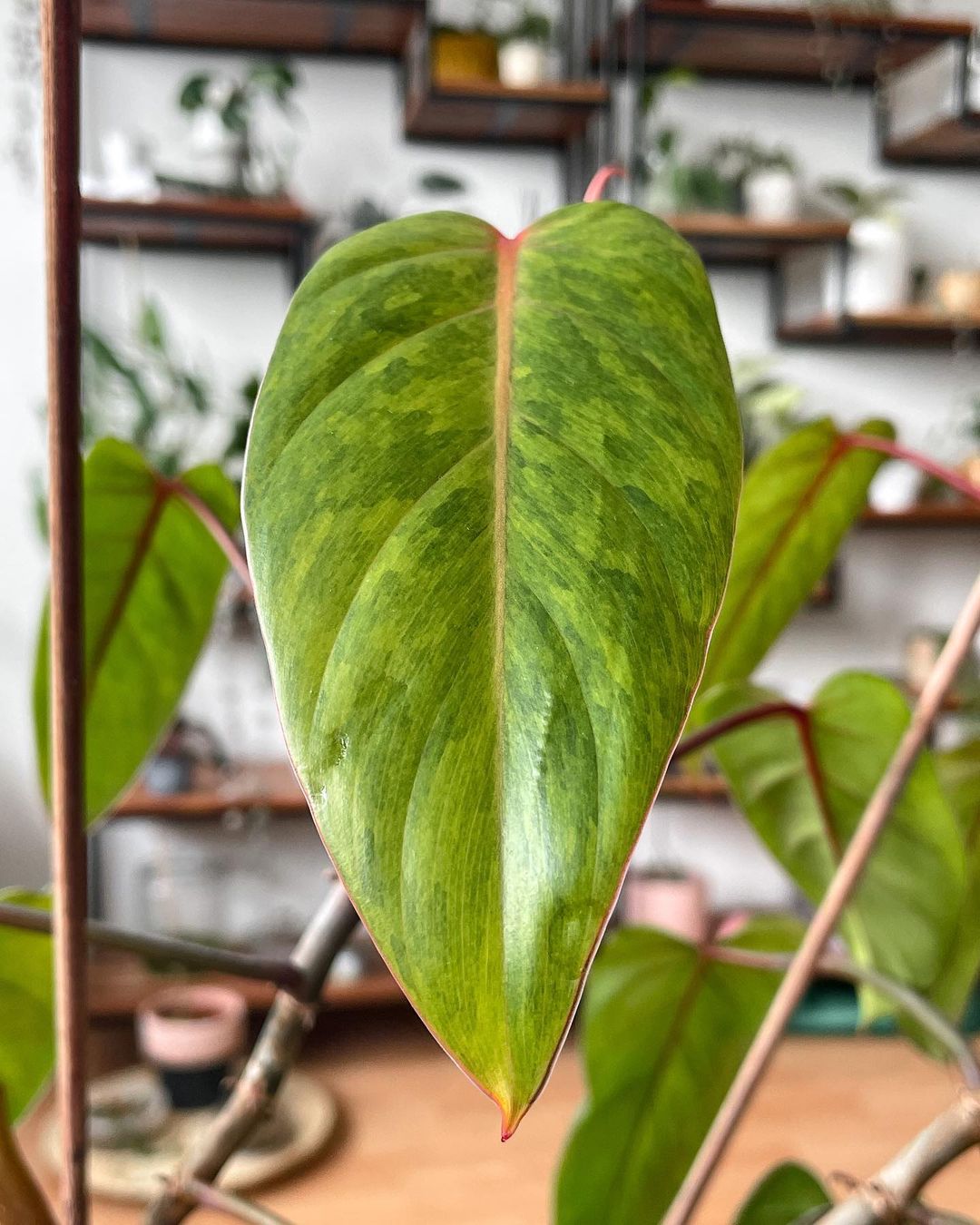Philodendron Painted Lady Care and Growing Guide | Plantcarefully