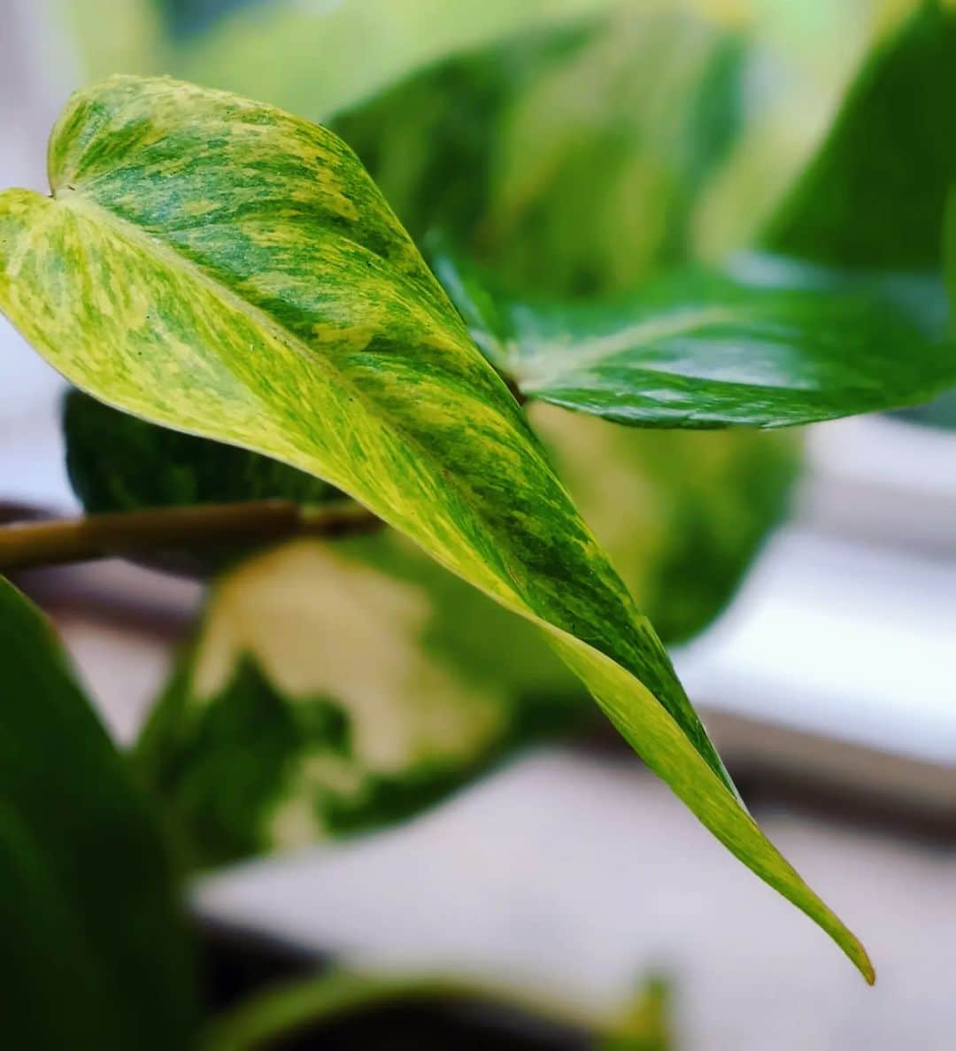 Philodendron Painted Lady Care and Growing Guide | Plantcarefully