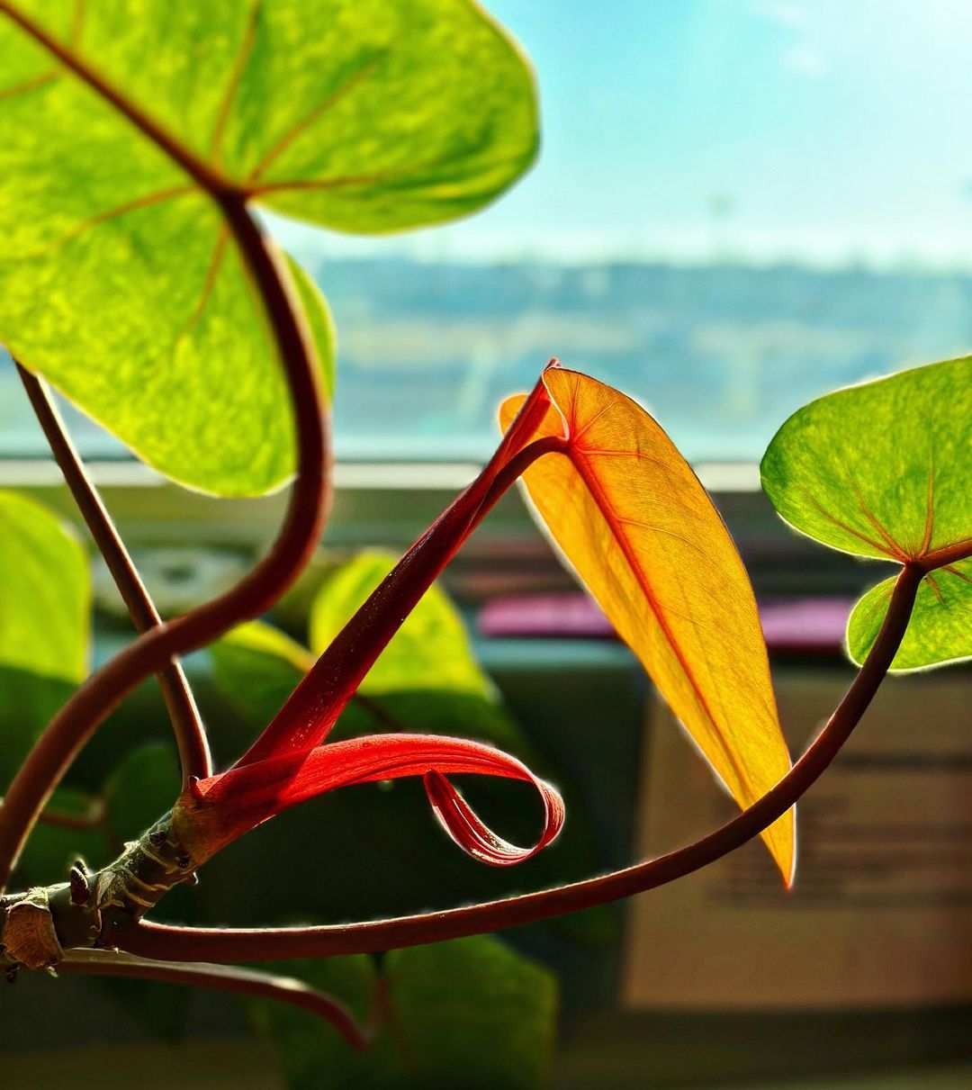 Philodendron Painted Lady Care and Growing Guide | Plantcarefully