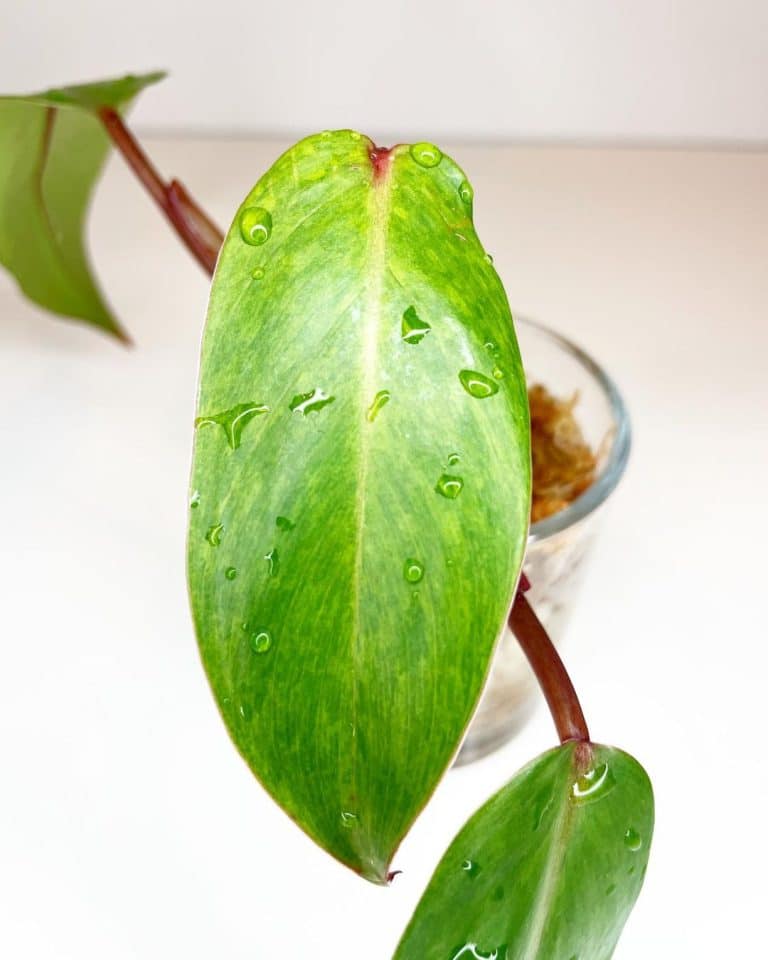 Philodendron Painted Lady Care and Growing Guide | Plantcarefully