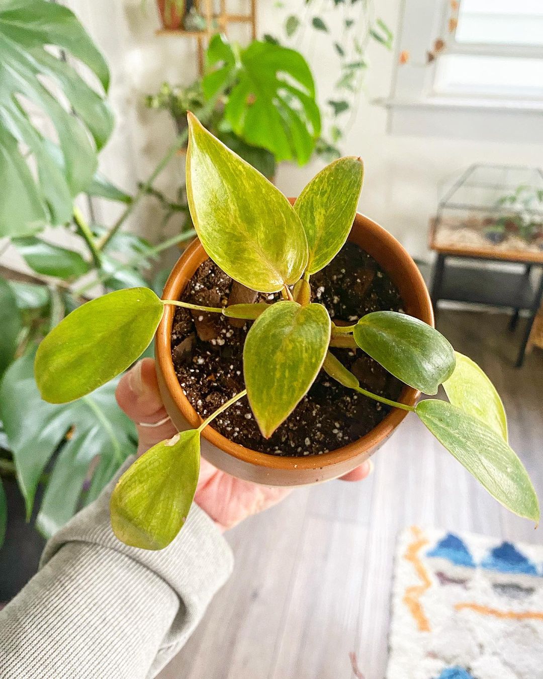 Philodendron Painted Lady Care and Growing Guide | Plantcarefully