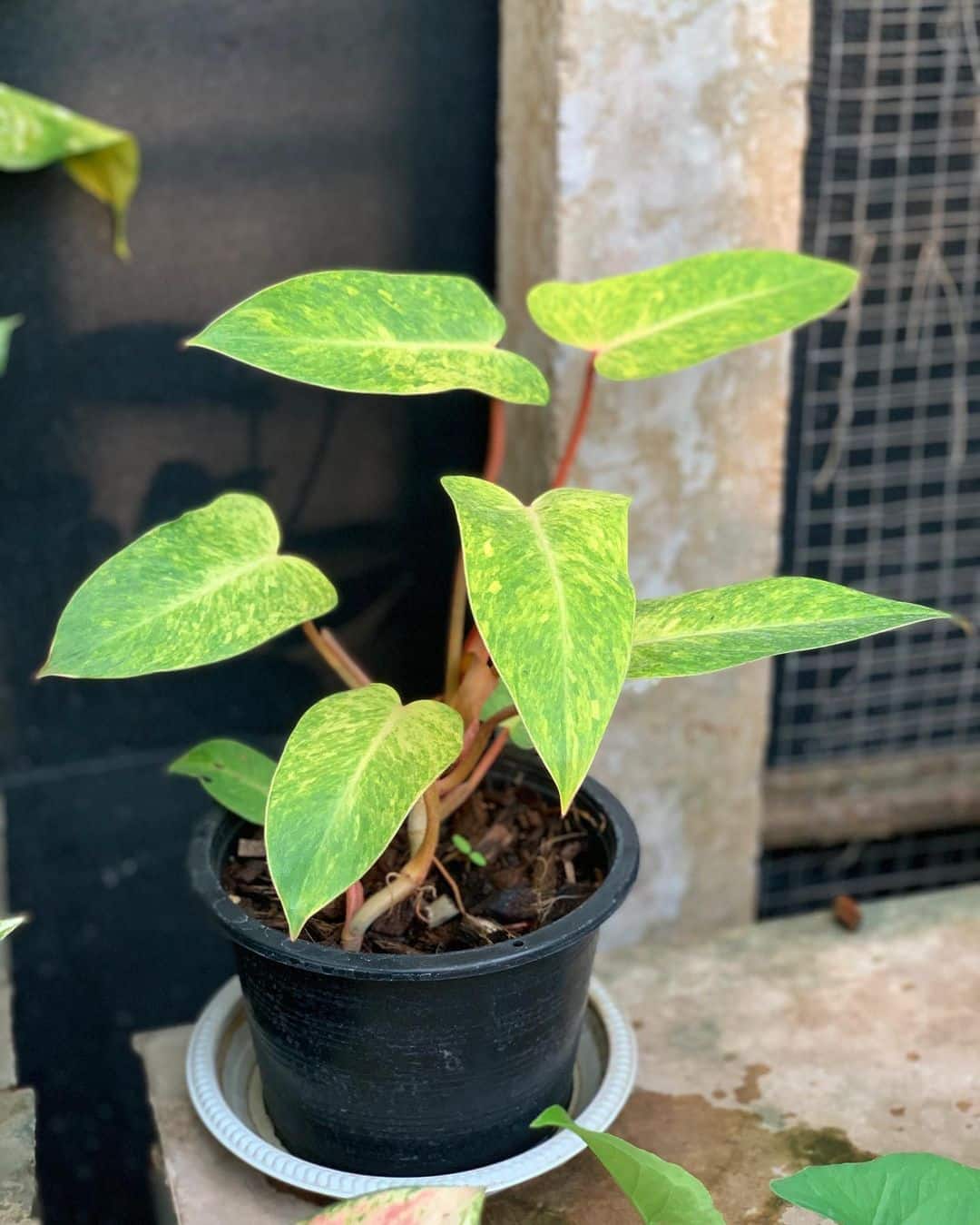 Philodendron Painted Lady Care and Growing Guide | Plantcarefully