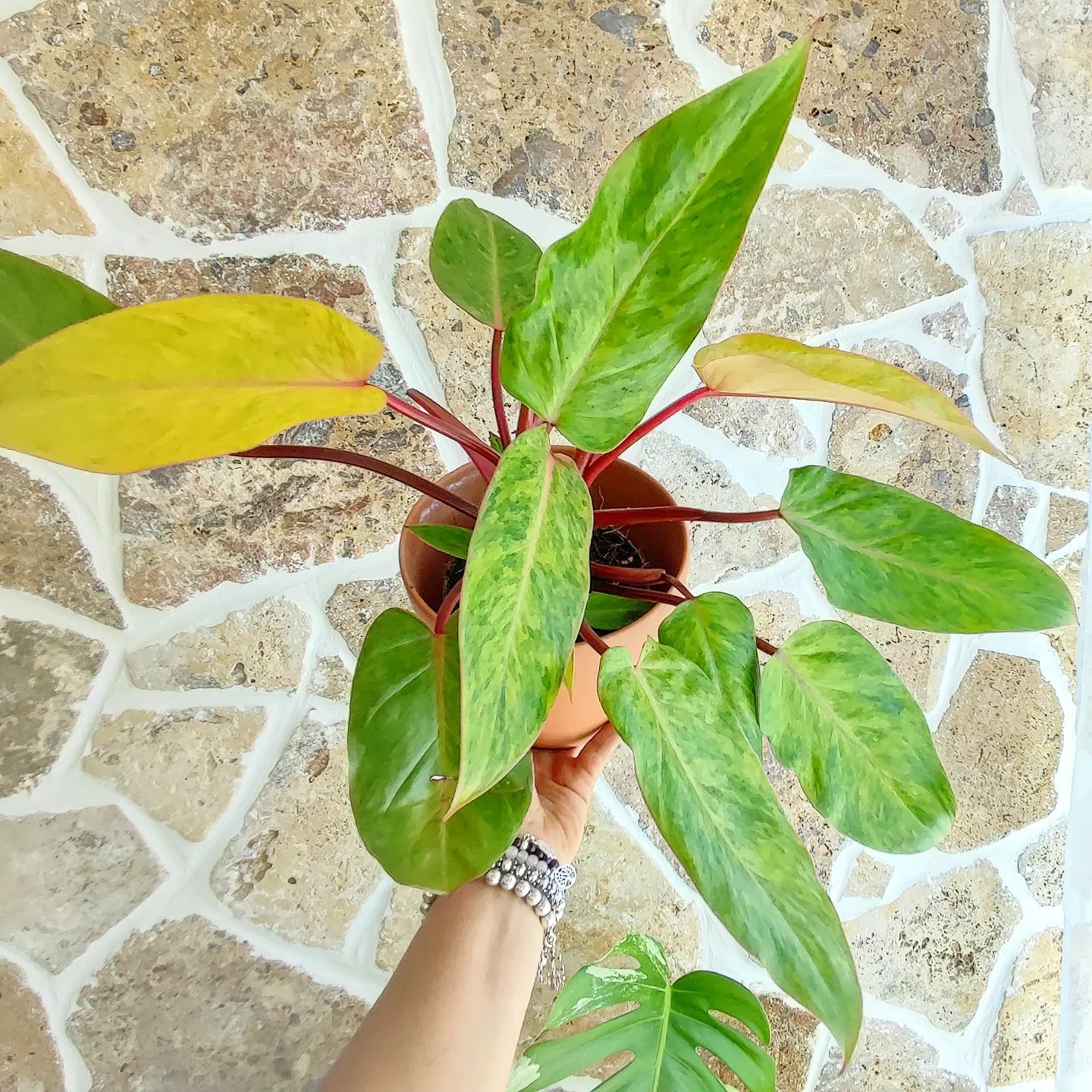 Philodendron Painted Lady Care and Growing Guide | Plantcarefully