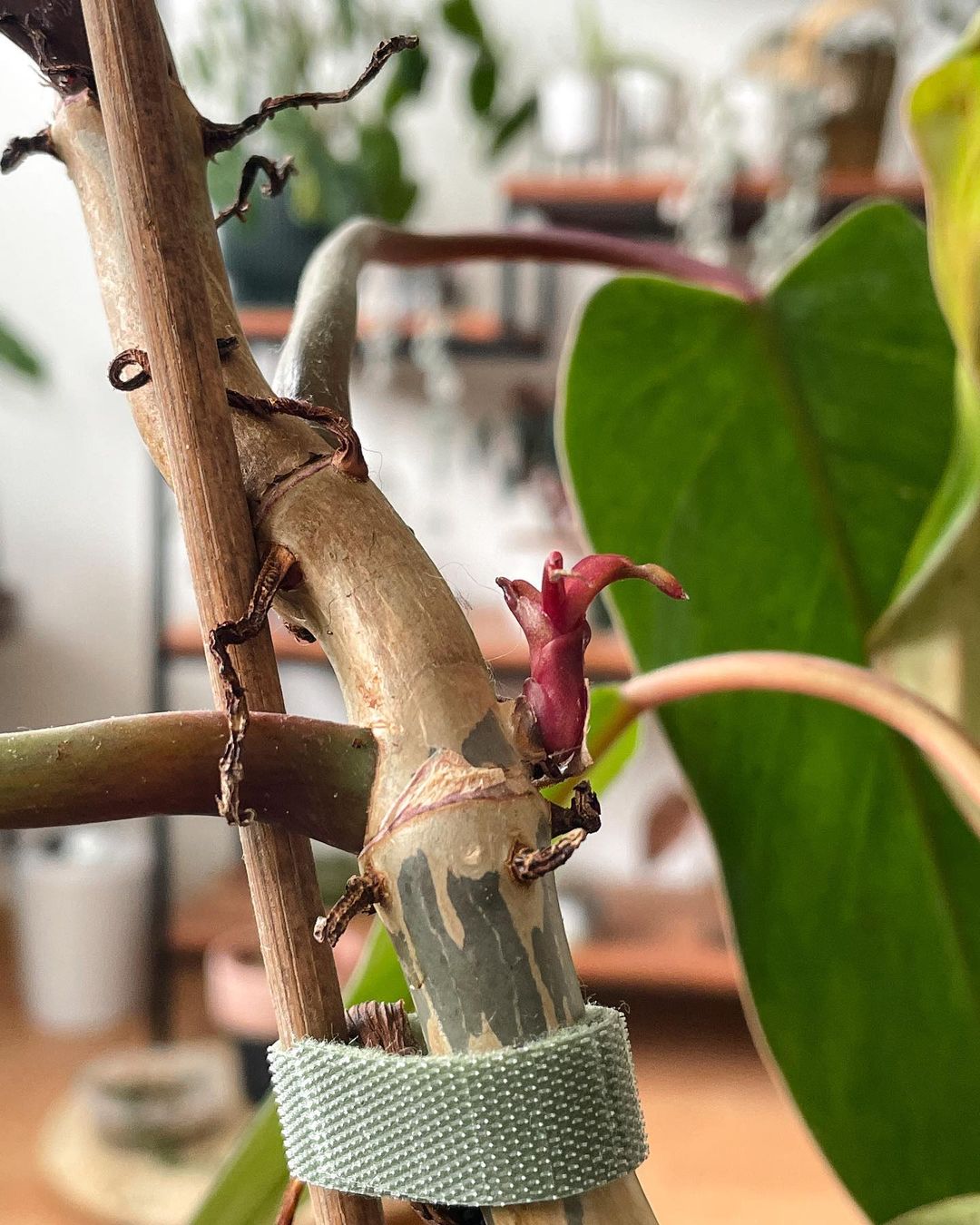 Philodendron Painted Lady Care and Growing Guide | Plantcarefully