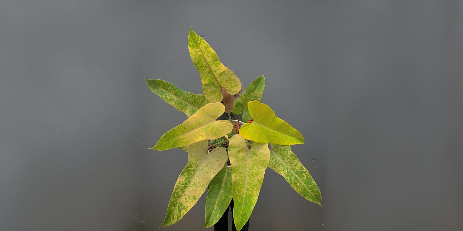 Philodendron Painted Lady Care and Growing Guide | Plantcarefully