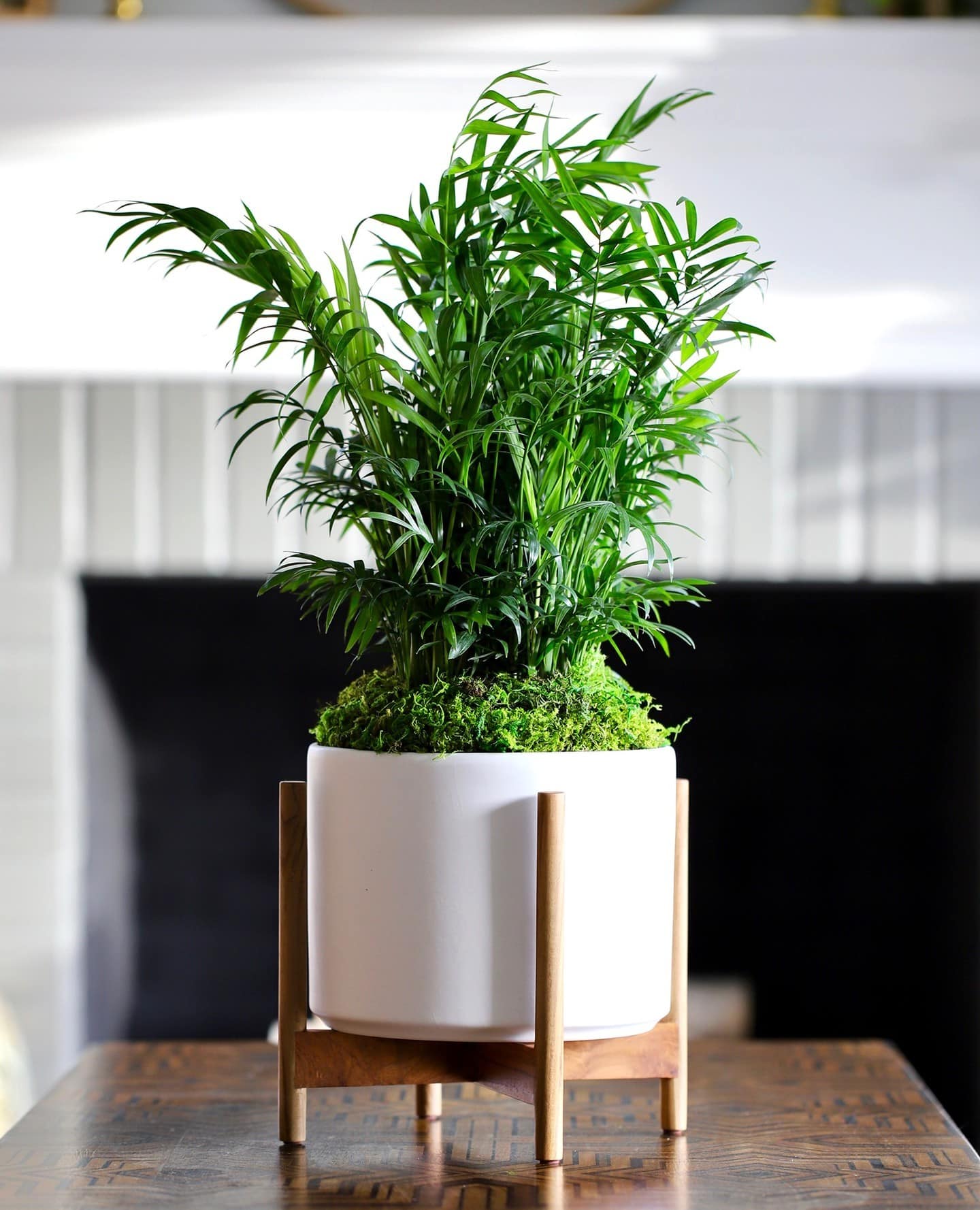 How to Grow a Parlor Palm Indoors | Plantcarefully