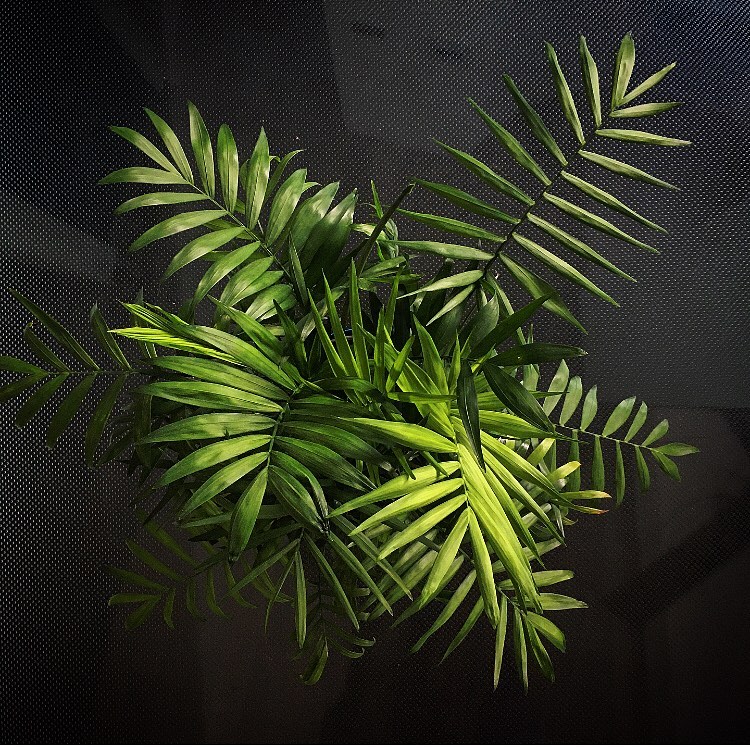 How to Grow a Parlor Palm Indoors | Plantcarefully