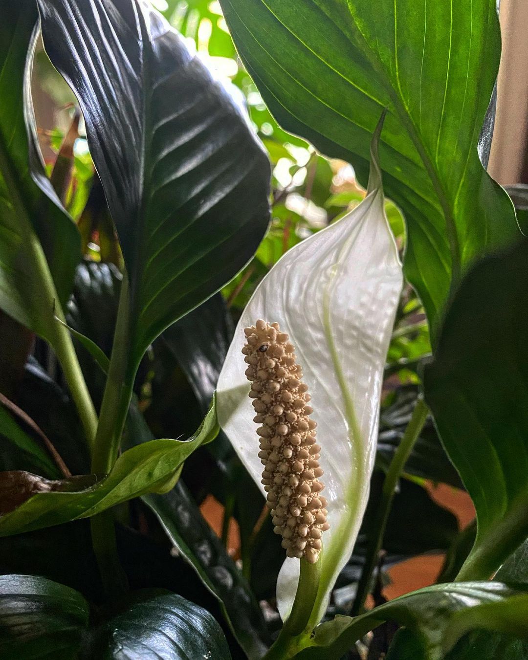 Peace Lily Care and Growing Guide | Plantcarefully